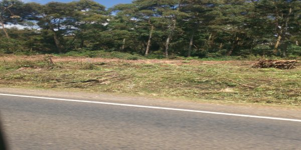 What Unmanaged Shamba System is doing to the Forest Cover in Kenya ...