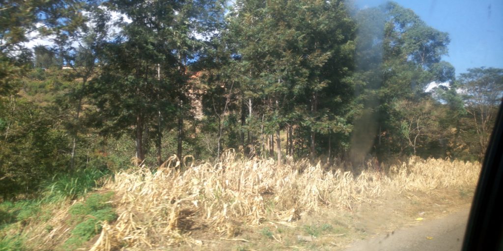 What Unmanaged Shamba System is doing to the Forest Cover in Kenya ...