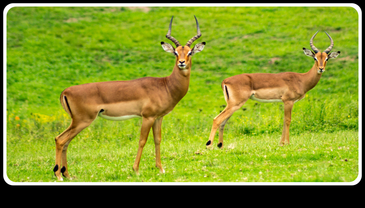 Embrace Domestic Tourism - The Eco Advocate