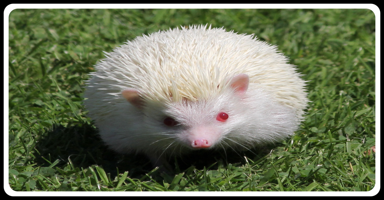 Albinism In Animals - The Eco Advocate