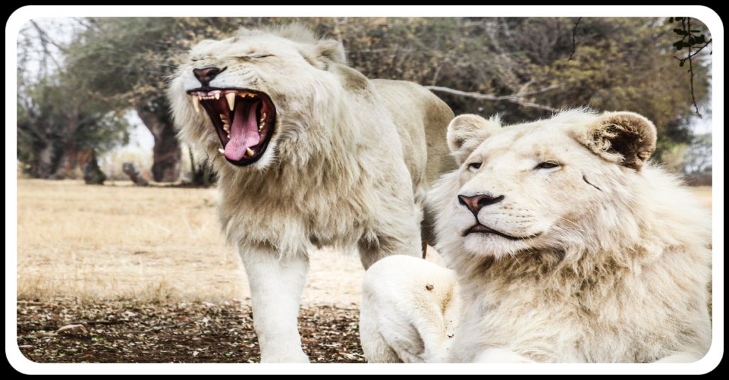 Albinism In Animals - The Eco Advocate