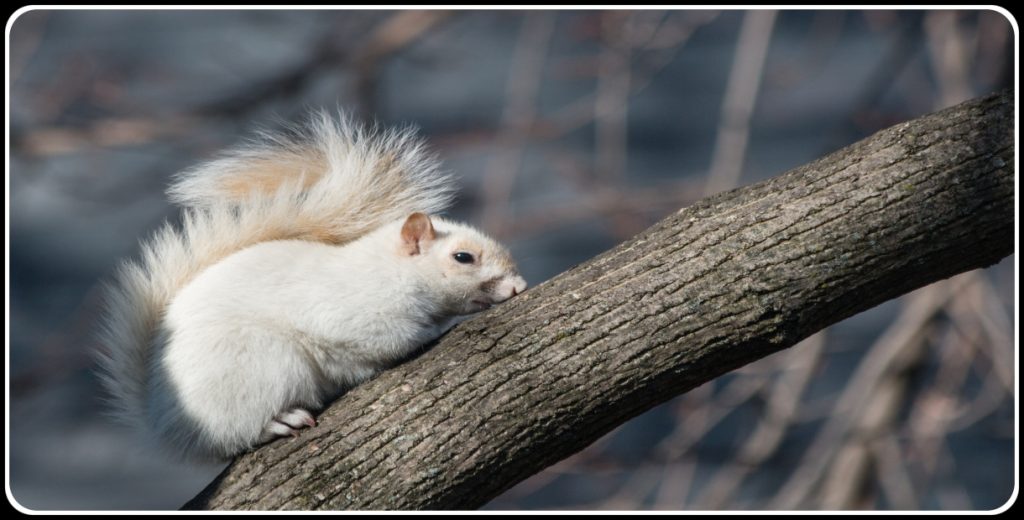 Albinism In Animals - The Eco Advocate