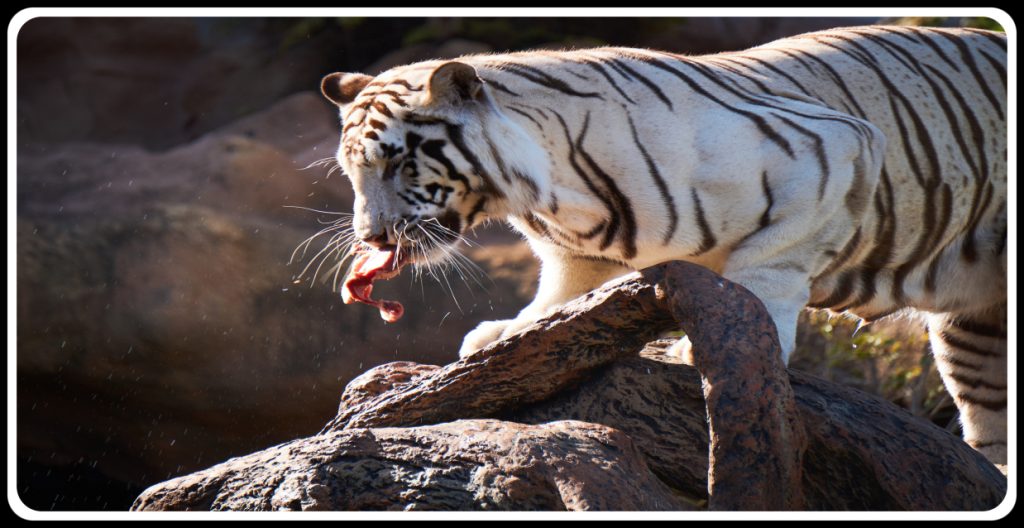 Albinism In Animals - The Eco Advocate