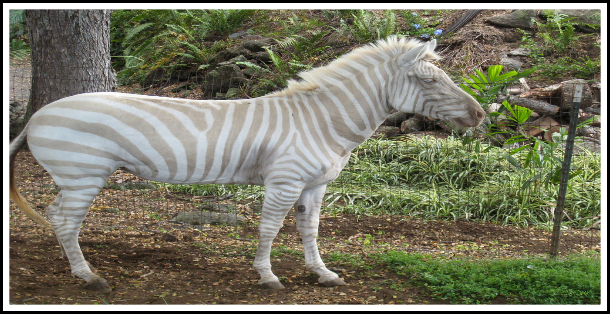 Albinism In Animals - The Eco Advocate