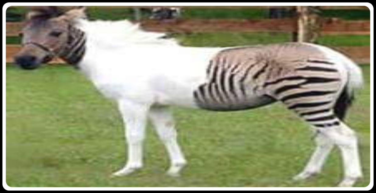 Albinism In Animals - The Eco Advocate