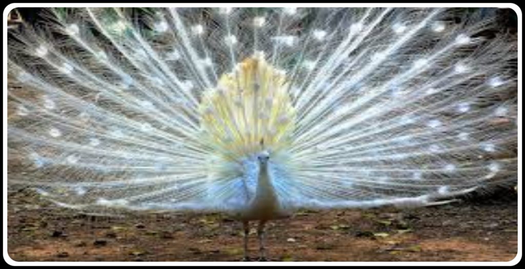 Albinism In Animals - The Eco Advocate