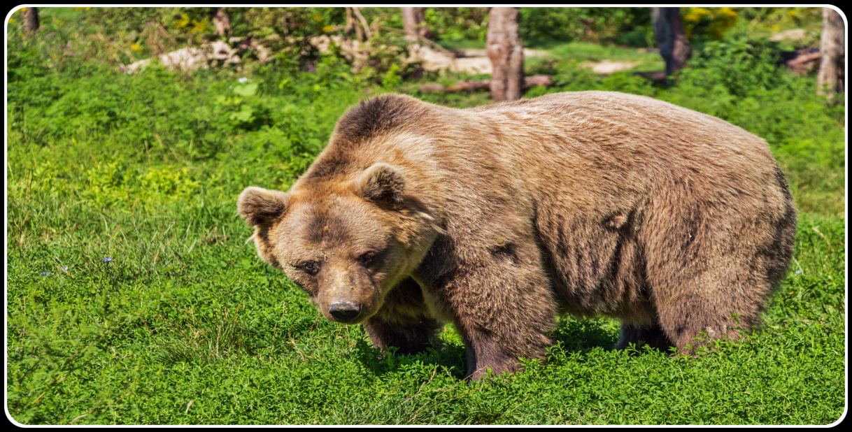 Facts to Know about Solitary Animals - The Eco Advocate