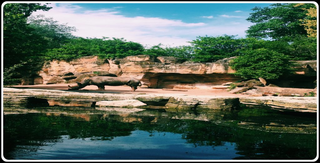 Facts to Know about Solitary Animals - The Eco Advocate