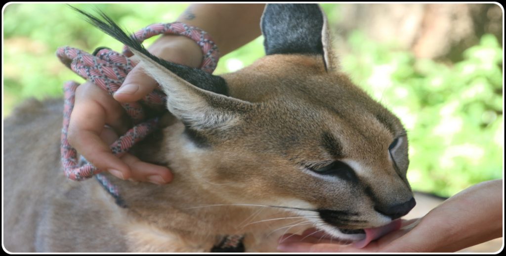 Facts to Know about Solitary Animals - The Eco Advocate