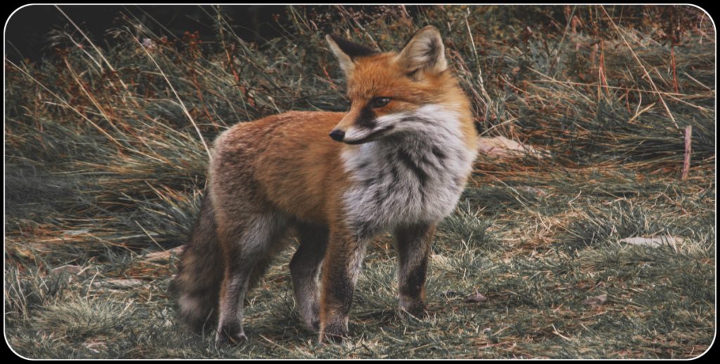 Facts to Know about Solitary Animals - The Eco Advocate