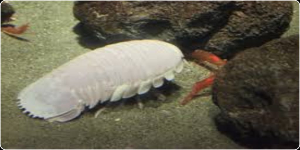 Rare Animals Found In The Deep Water Bodies - The Eco Advocate