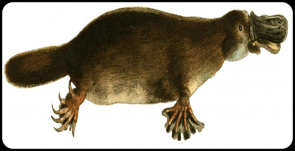 Facts to Know about Solitary Animals - The Eco Advocate