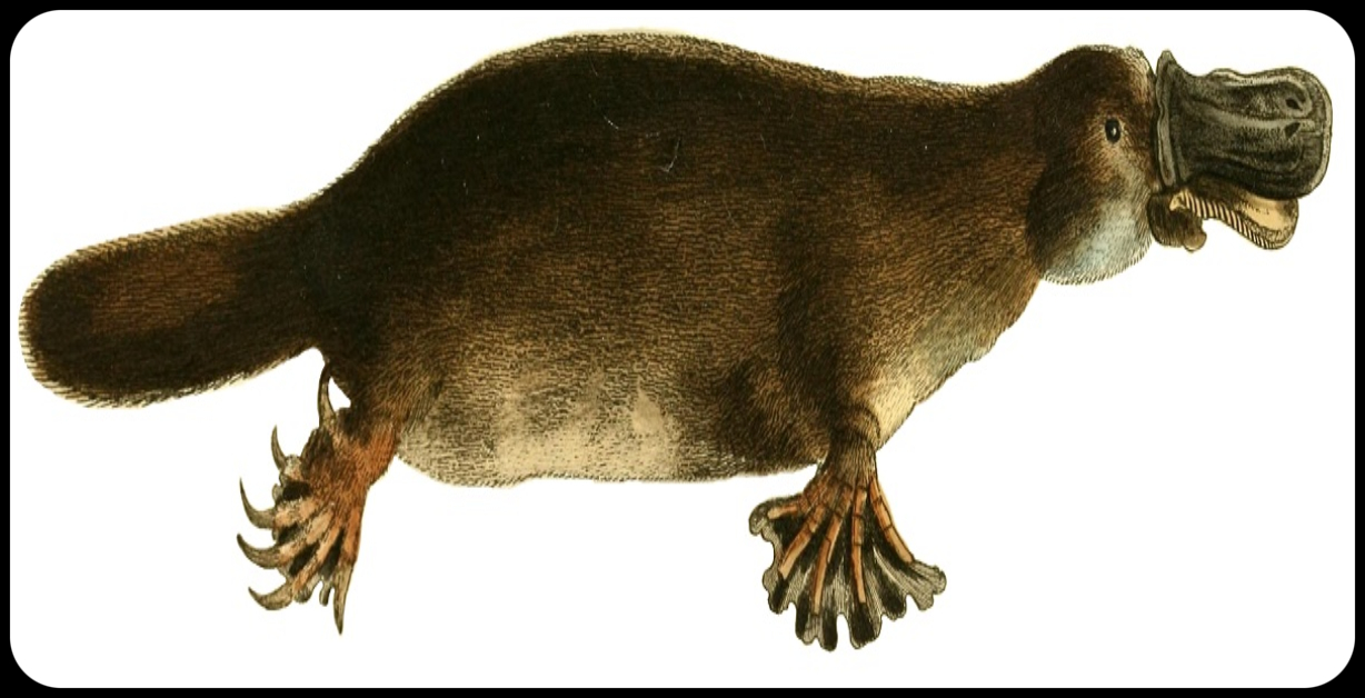 Facts to Know about Solitary Animals - The Eco Advocate