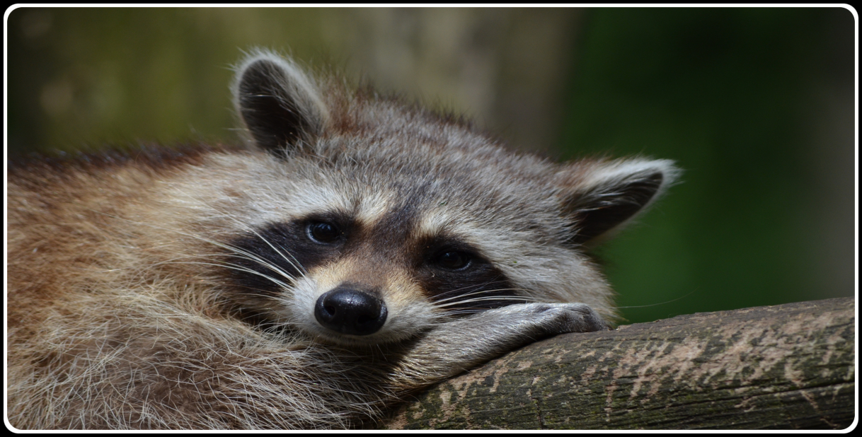 Facts to Know about Solitary Animals - The Eco Advocate