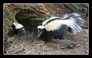 Facts to Know about Solitary Animals - The Eco Advocate