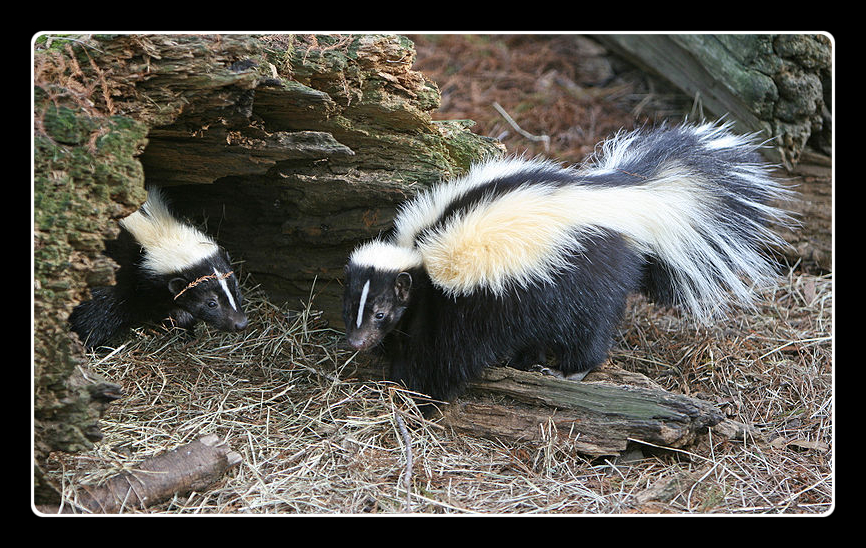 Facts to Know about Solitary Animals - The Eco Advocate