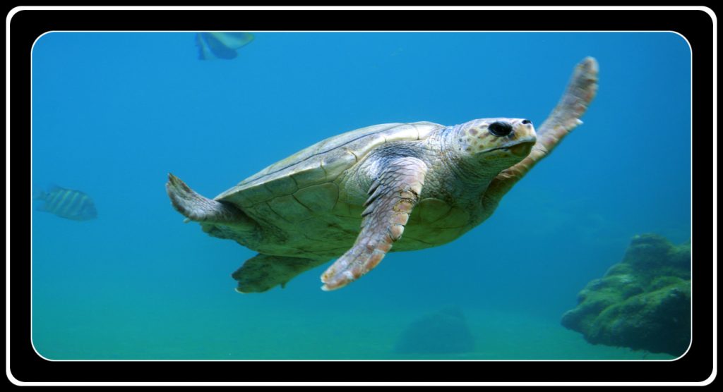 What do you know about Turtle, Tortoise and Terrapin? - The Eco Advocate
