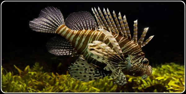 Facts to Know about Solitary Animals - The Eco Advocate