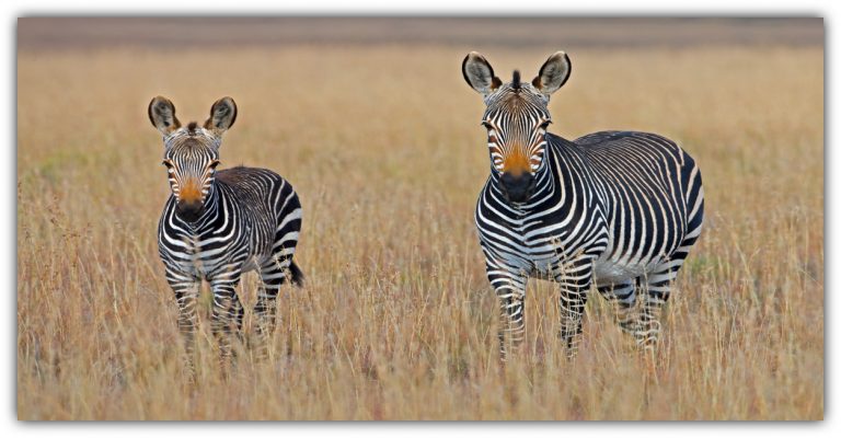 Samburu National Reserve Special Five - The Eco Advocate