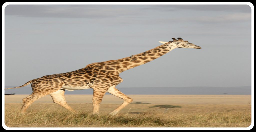 Giraffe : The Tallest Animal In The World - The Eco Advocate