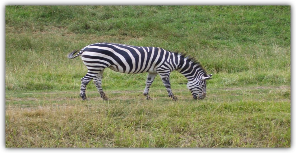 Zebras - The Eco Advocate