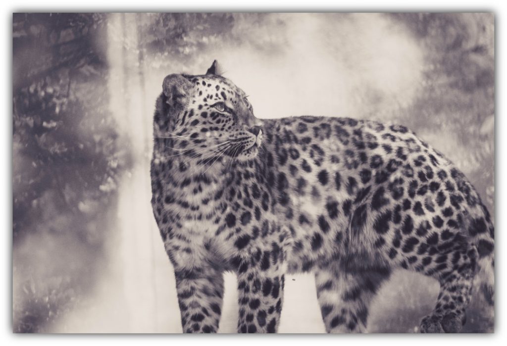 Snow Leopard : Ghost of the mountains - The Eco Advocate