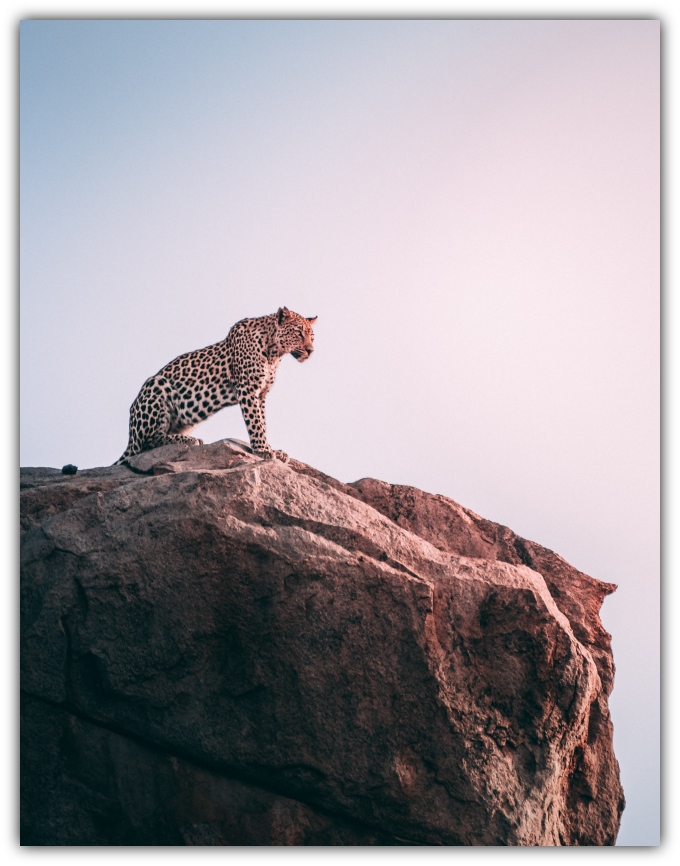 Leopard : Fast and beautiful - The Eco Advocate