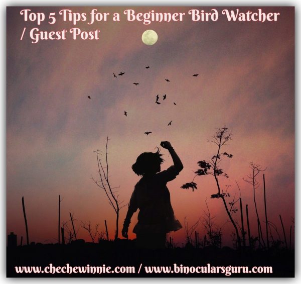 Top 5 Tips for a Beginner Bird Watcher / Guest Post - The Eco Advocate