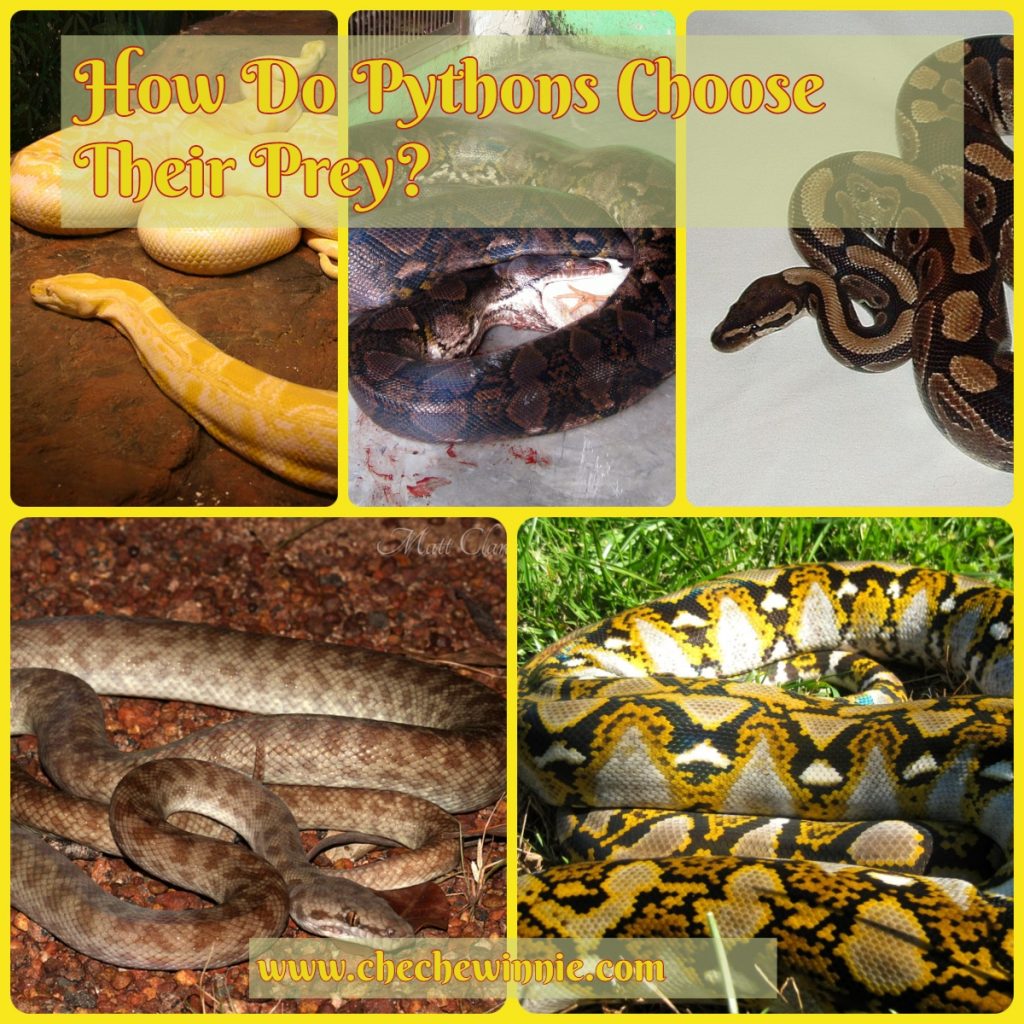 How Do Pythons Choose Their Prey? - The Eco Advocate
