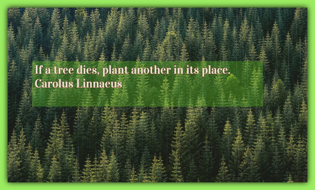 Let us Plant and Grow Trees - The Eco Advocate