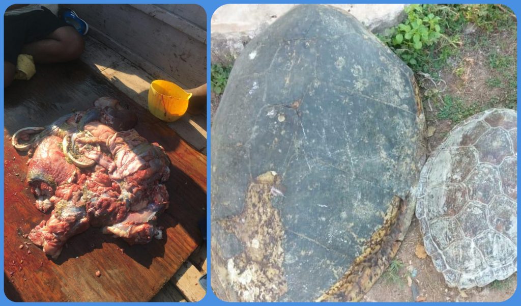 Support Saving of the Green Turtle From Poachers - The Eco Advocate