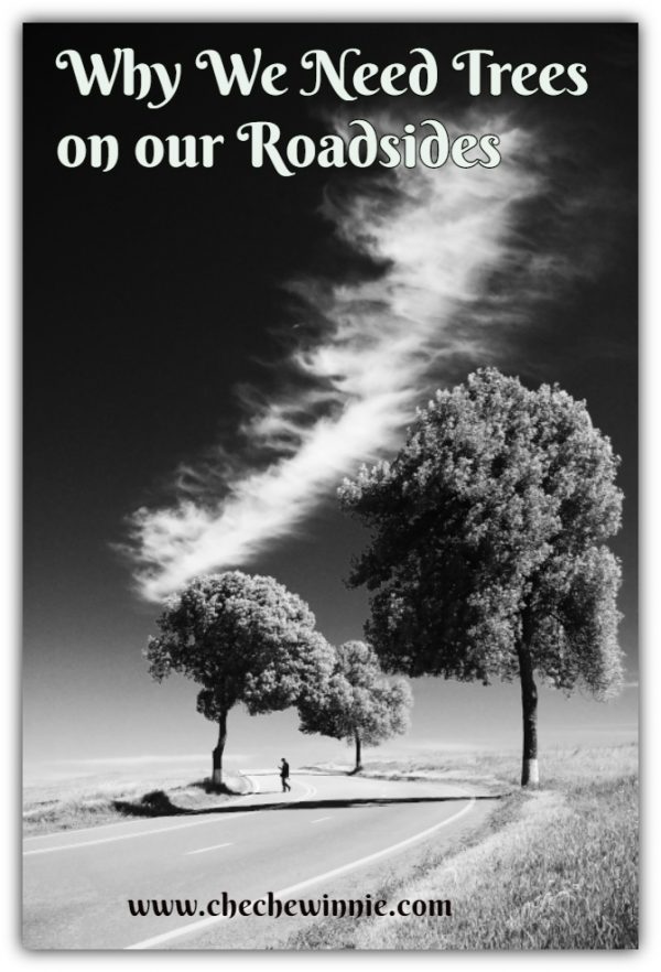 Why We Need Trees on our Roadsides - The Eco Advocate