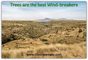 Trees are the best Wind-breakers - The Eco Advocate