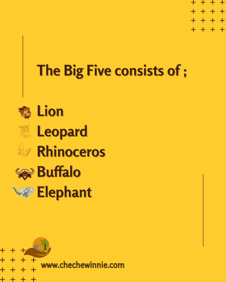 The Story behind the Big five - The Eco Advocate